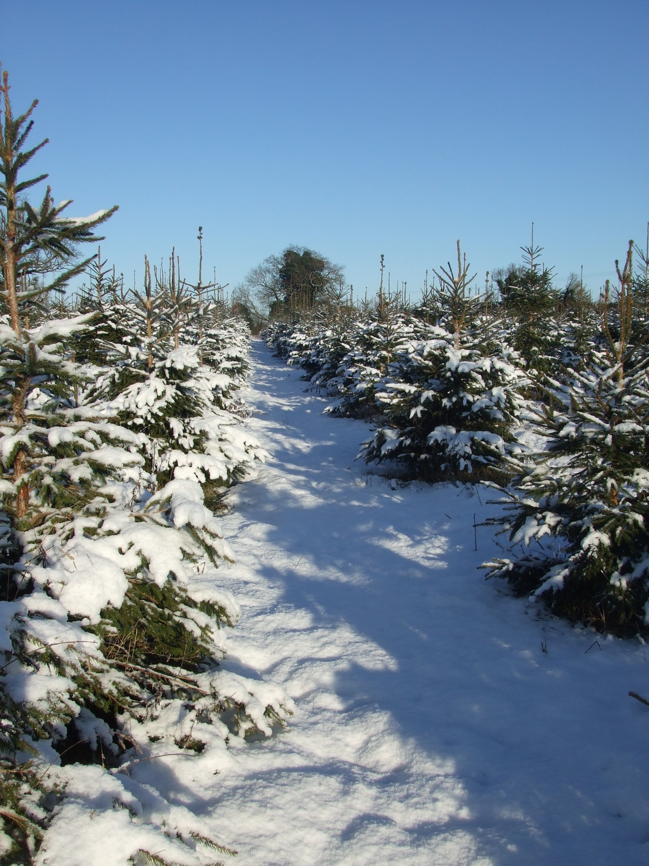 Manor Farm Christmas Trees – Freshly cut Christmas trees, wreaths & foliage